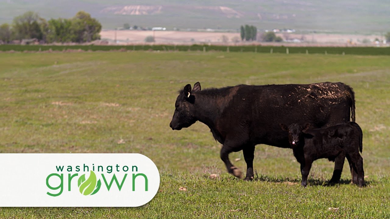 Beef | Washington Grown | S4E2 - YouTube