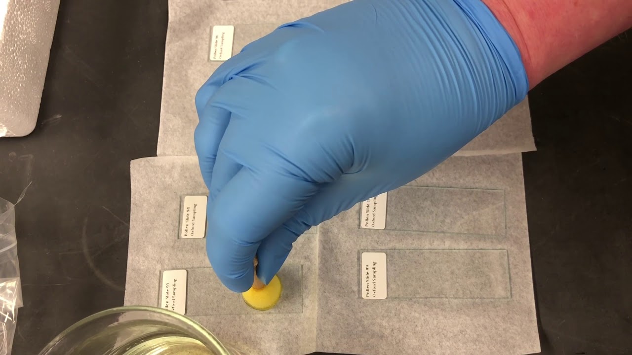 Making Pollen Slides - YouTube