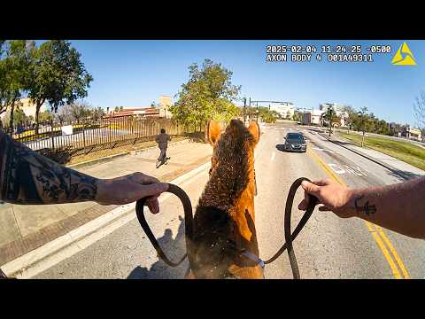 Police Horse Chases After Drug Dealer