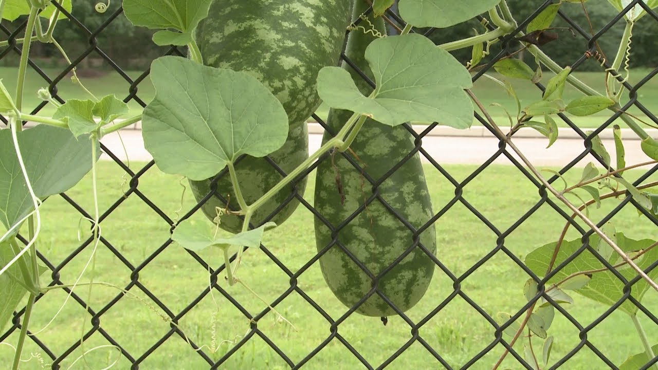Volunteer Plants – This Week in the Garden - YouTube