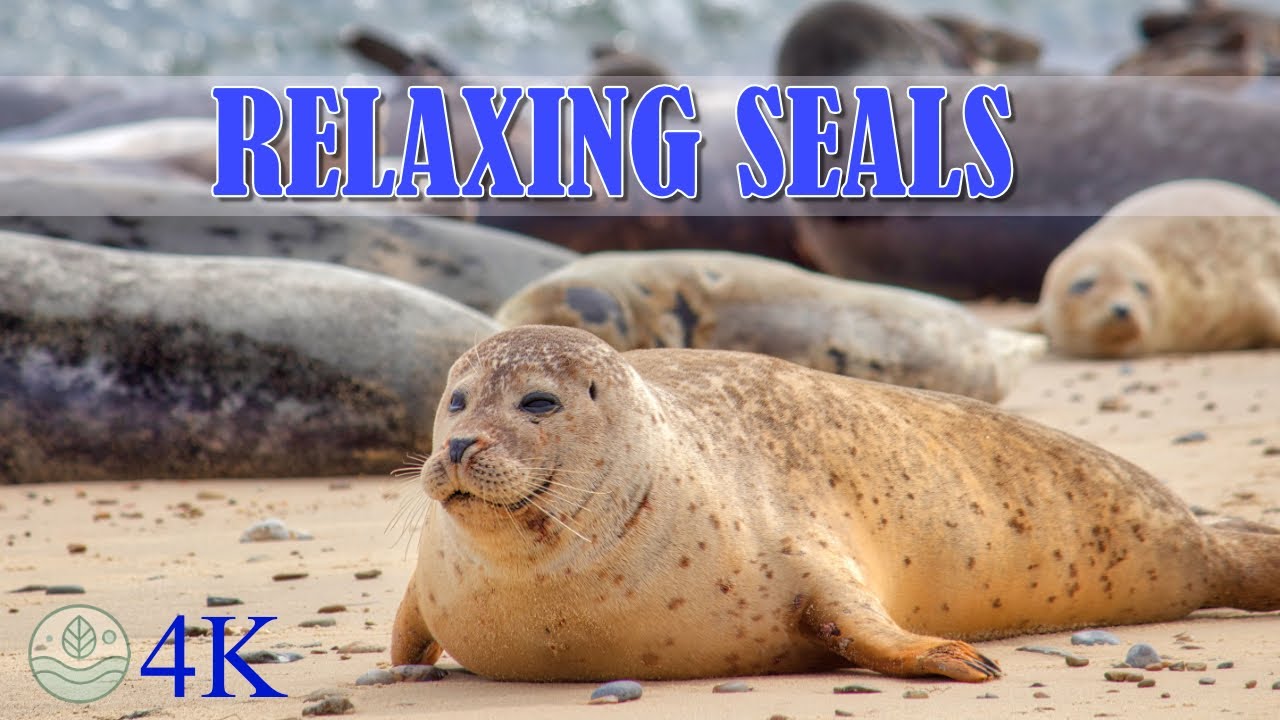 Relaxing Seals: Peaceful Ocean Scenes with Soothing Music 4K 🦭🌊 - YouTube