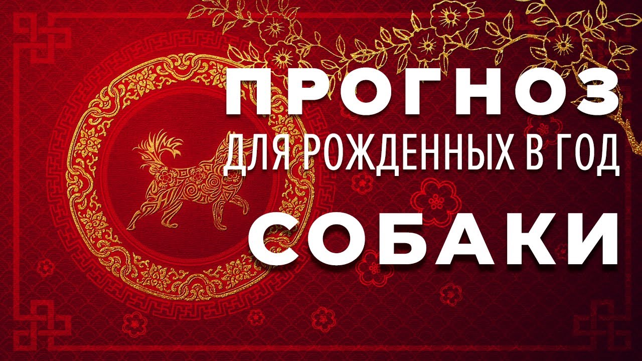 Прогноз фен шуй гороскоп 2020 Собака китайский календарь - YouTube
