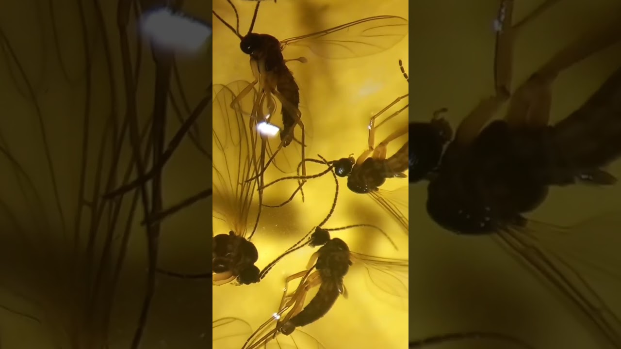 Under Microscope: Pests, Fungus Gnats, Sciaridae Flies, Diptera on ...