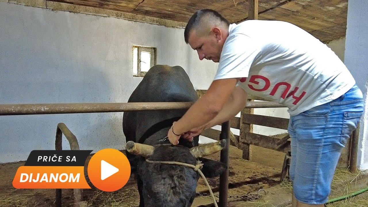 Farmu bikova prepustio radniku! "Kad zafali para šalje iz Njemačke ...