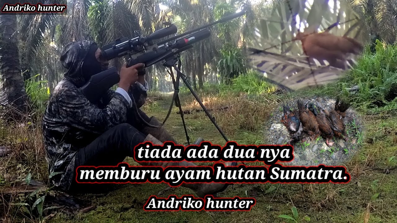 detik-deik memburu ayam hutan Sumatra . full head shot 👉👍👍 - YouTube