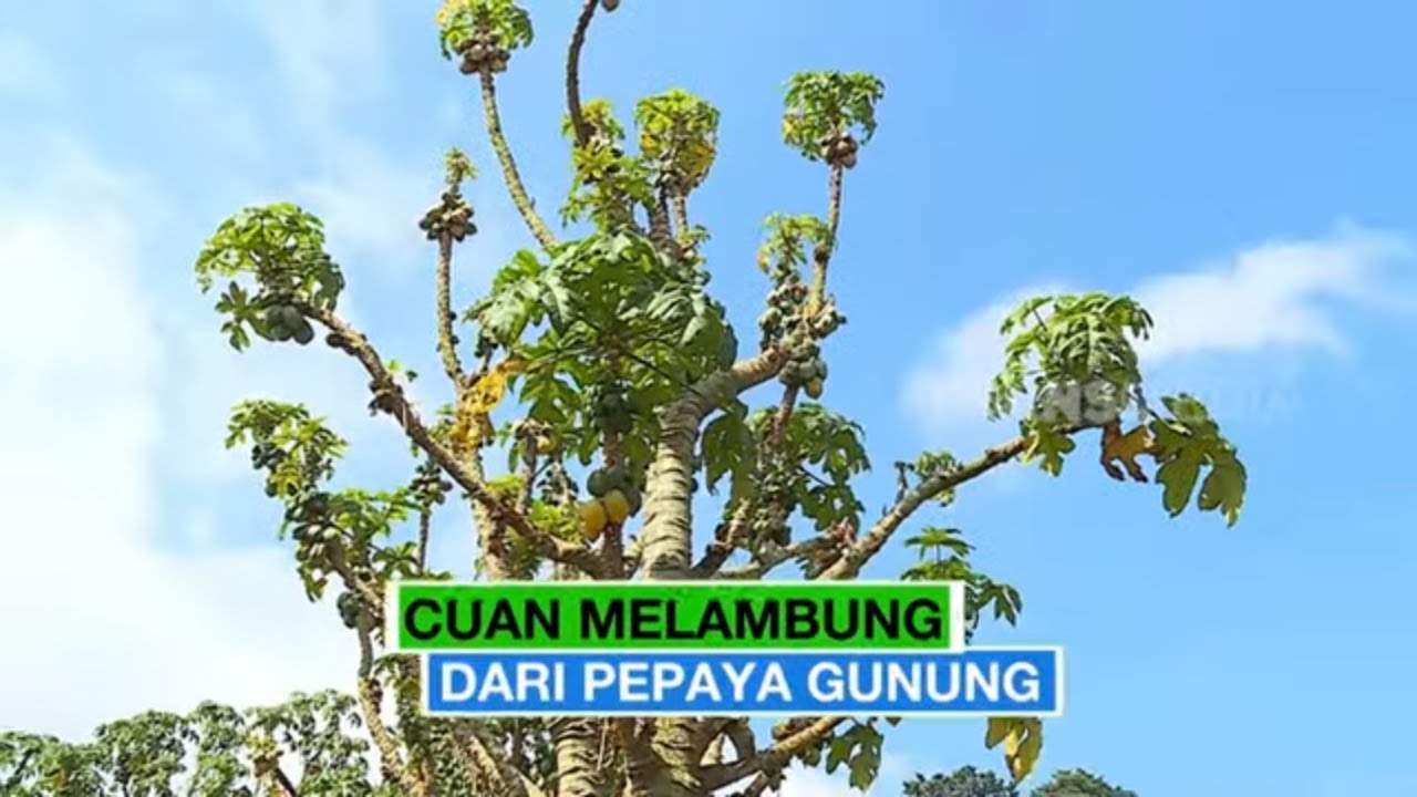 Cuan Melambung Dari Pepaya Gunung | CUAN BOSS (09/02/25) - YouTube