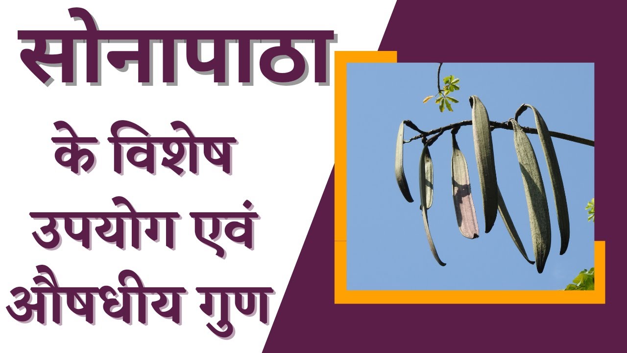 sonapatha tree | सोनापाठा के गुण | oroxylum indicum review | indian ...