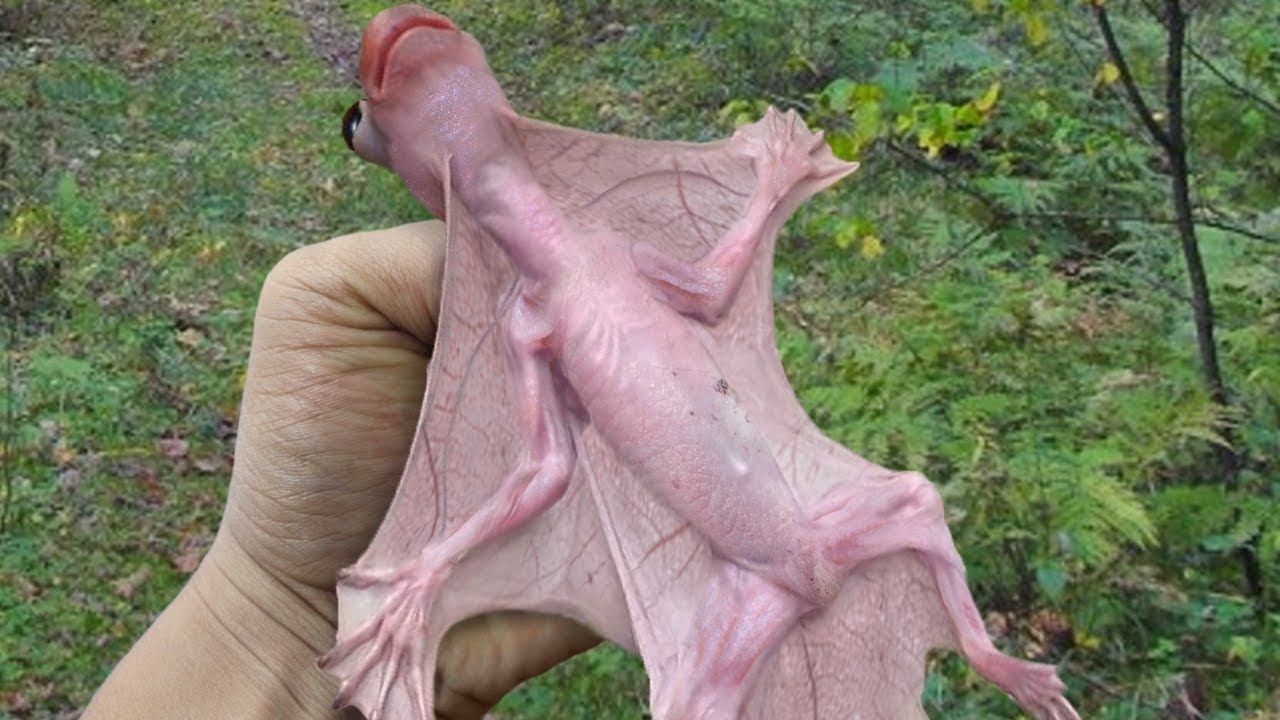 The Weirdest Animals Recently Discovered - YouTube