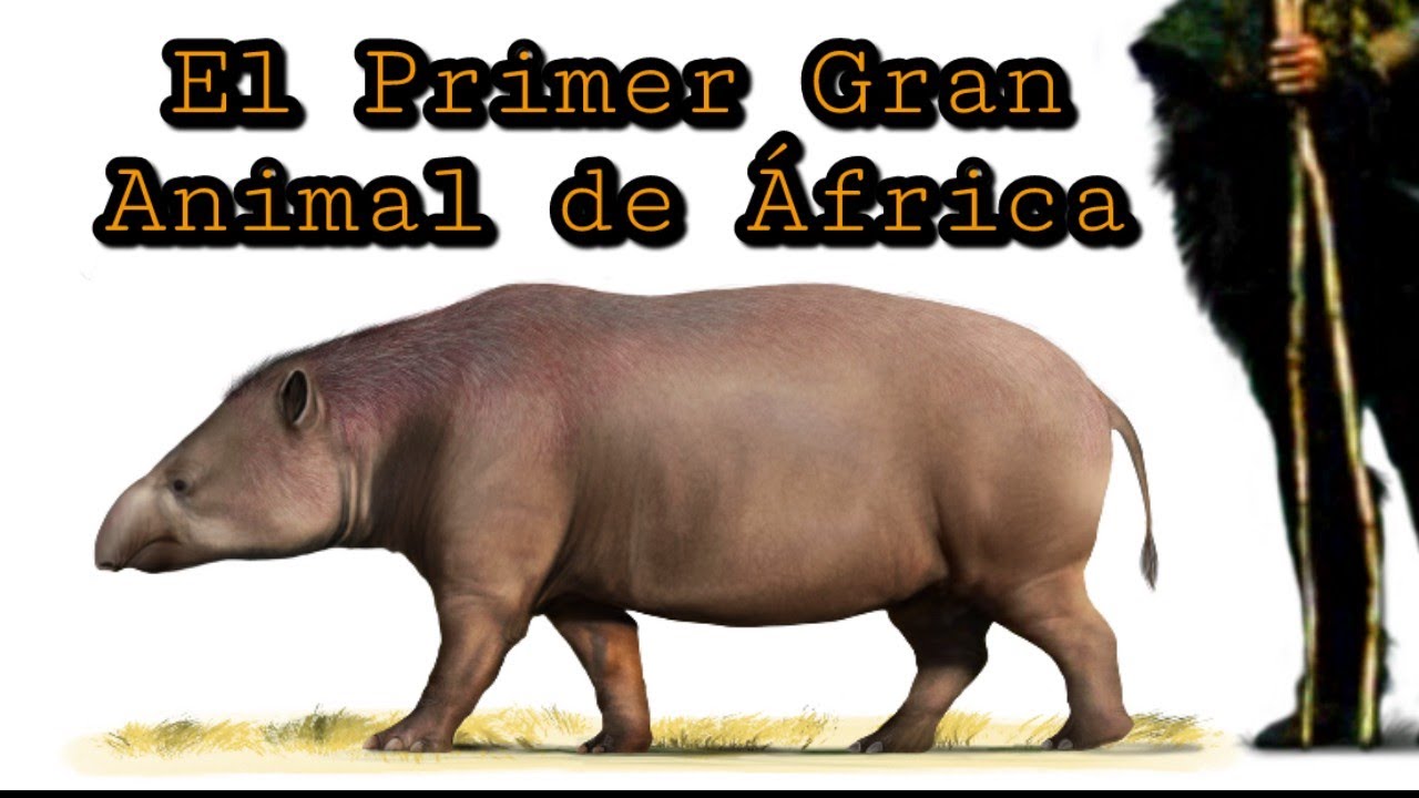 Daouitherium - La Bestia Sidi Daoui - DinoPedias 🇦🇴 - YouTube