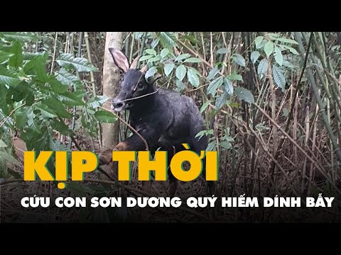 Nghe tiếng kêu yếu ớt trong bụi cây, bảo vệ rừng cứu kịp thời con sơn dương dính bẫy