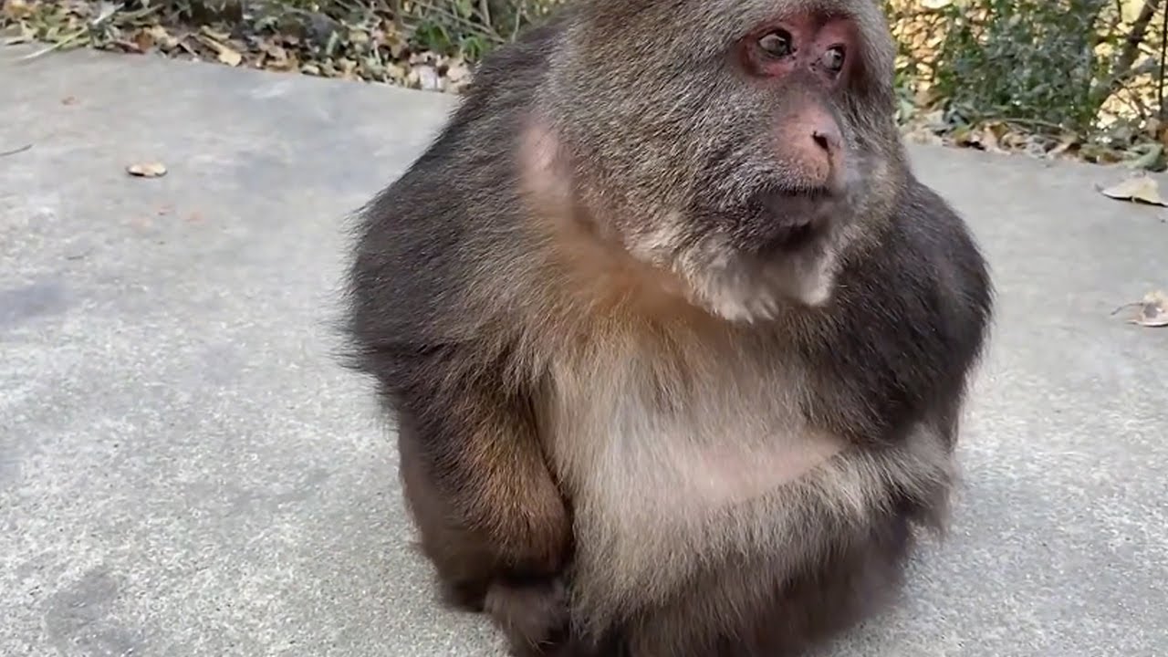 断臂猴子星星的故事The Story Of The Broken-Armed Monkey Xing Xing - YouTube