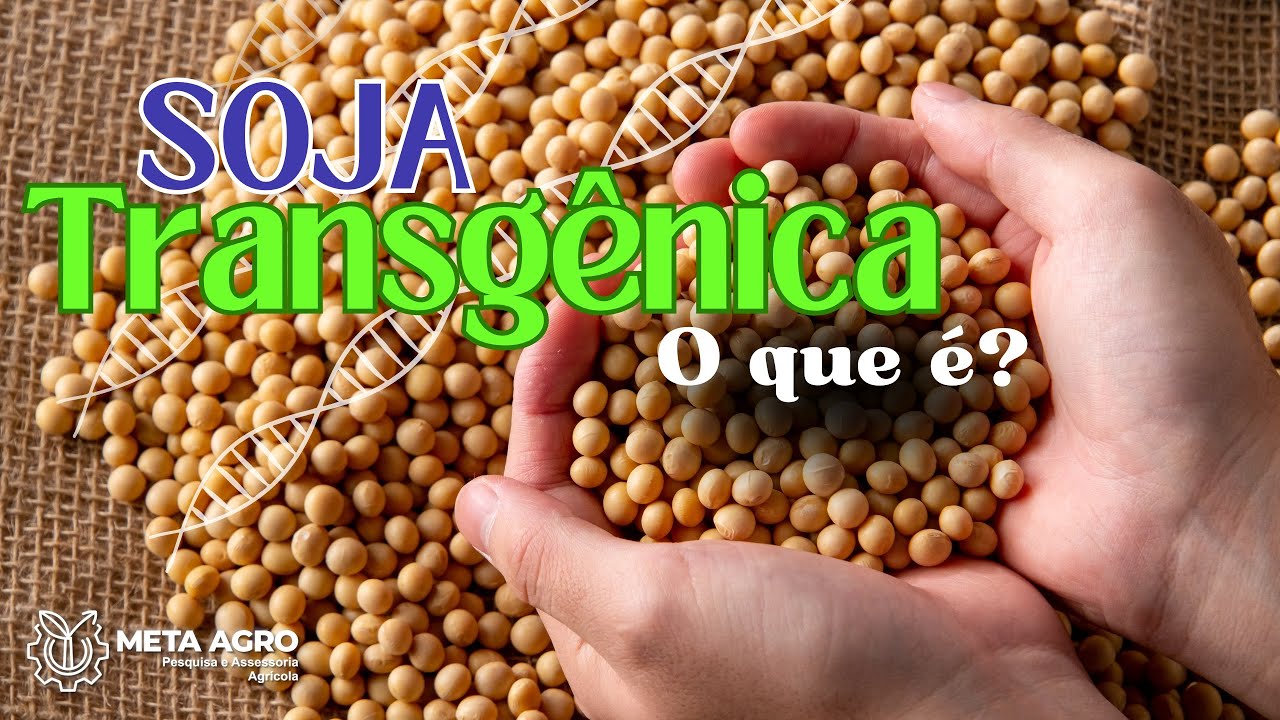 Como é feita a soja TRANSGÊNICA? - YouTube