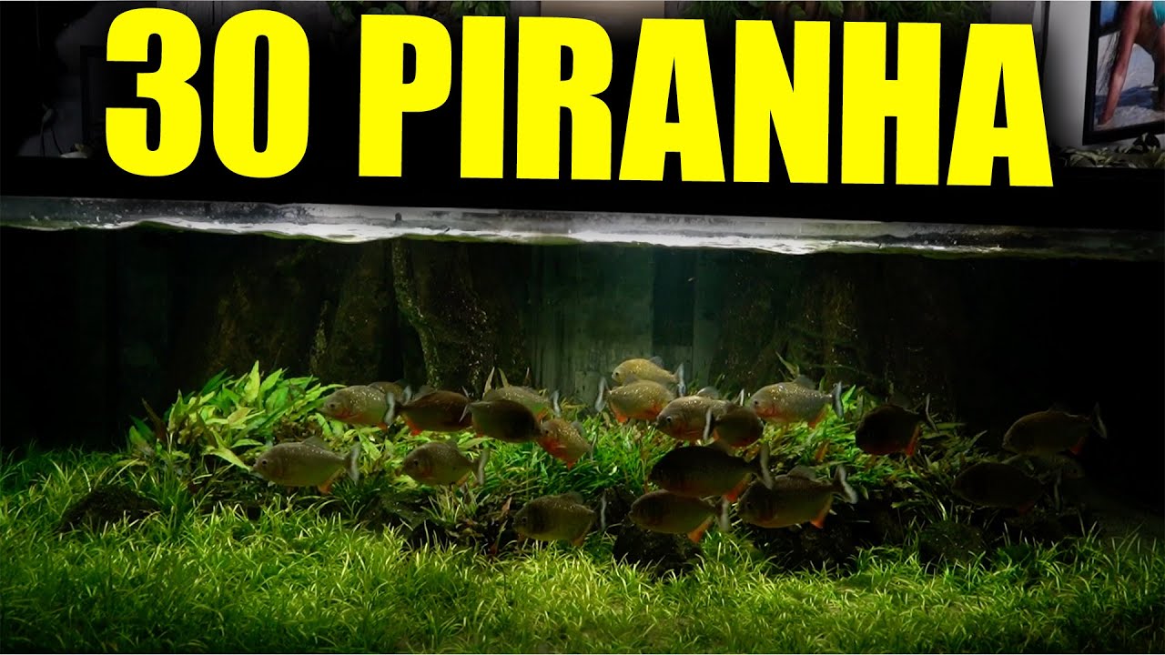 Piranha Aquarium De Roodbuik Piranha (Pygocentrus Nattereri) Alles