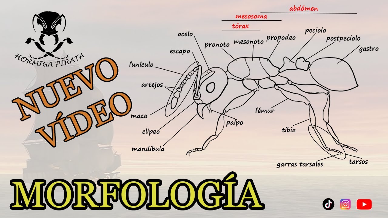 Diagrama De Partes Del Cuerpo De Un Insecto Insectos Y La Luz: