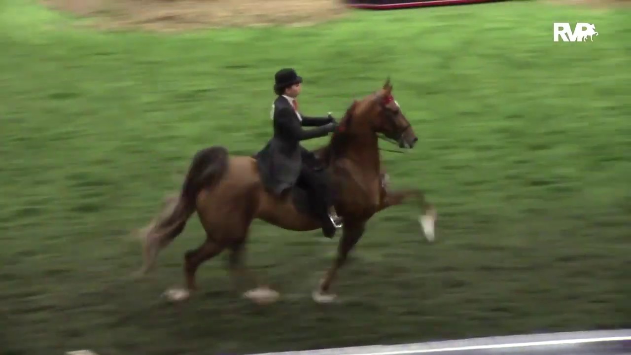 Victoria Walz USEF Five Gaited World Cup Team Application - YouTube