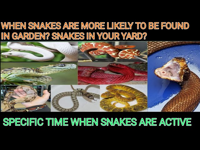Nope Snake Memes