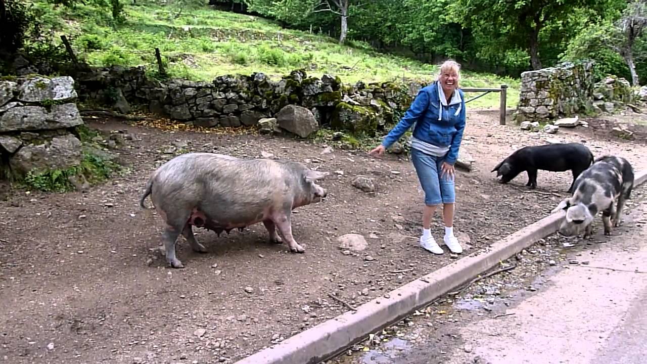 Corsica 2013 wilde varkens - YouTube