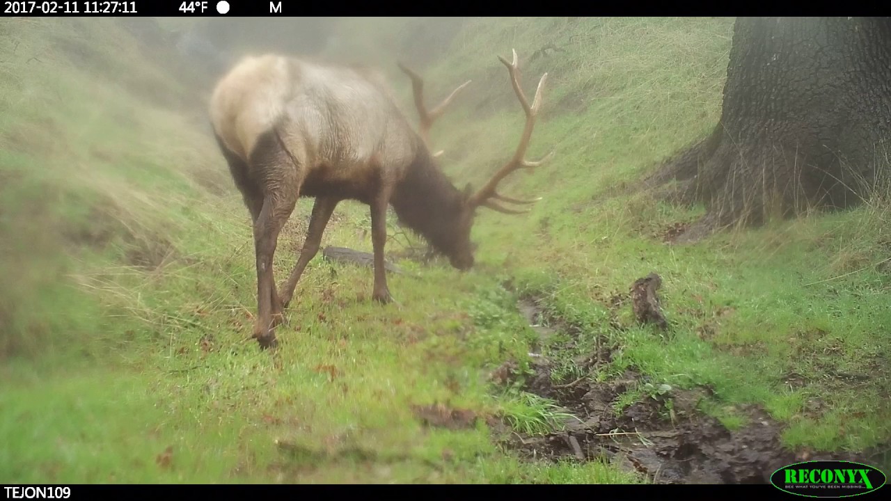 Rocky Mountain elk 3 - YouTube