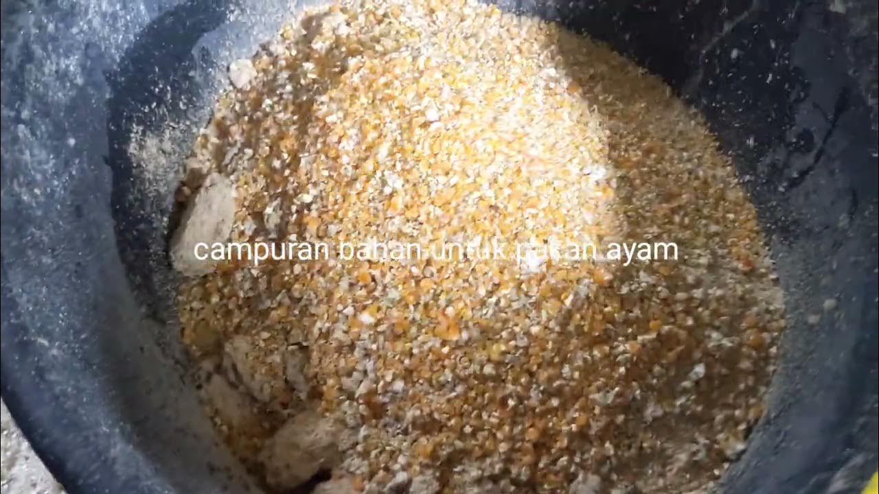 cara buat pakan ayam agar cepat gemuk dan sehat - YouTube