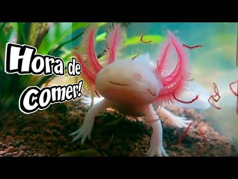 🐾 Ajolote comiendo larvas de mosquito - YouTube