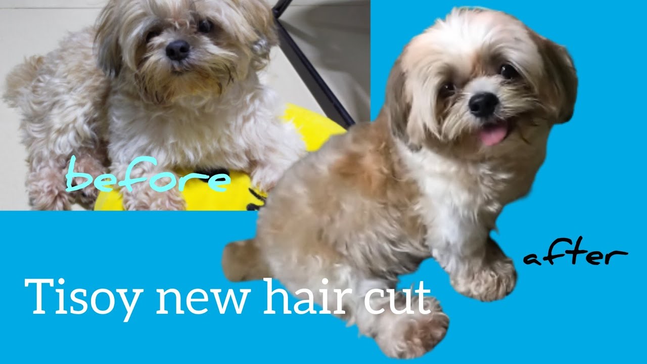 Paano gupitan ang alagang aso. - YouTube