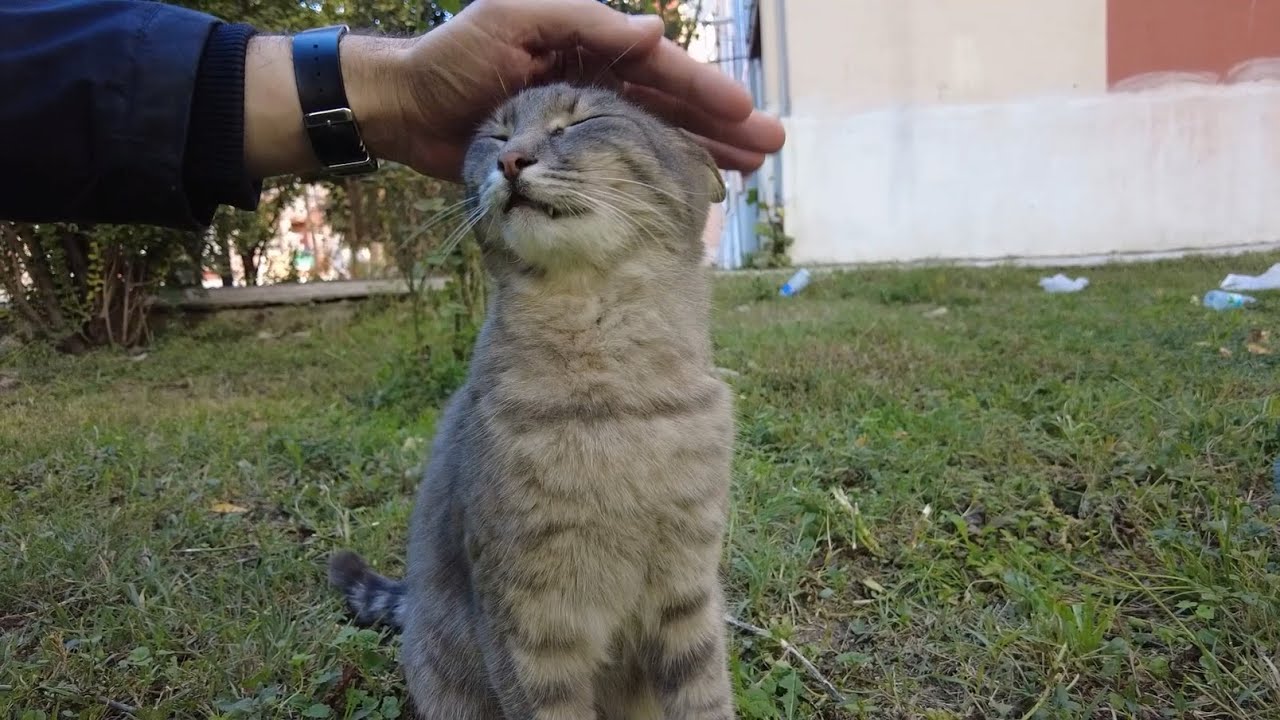 Gray stray cat loves head rub and purrs - YouTube