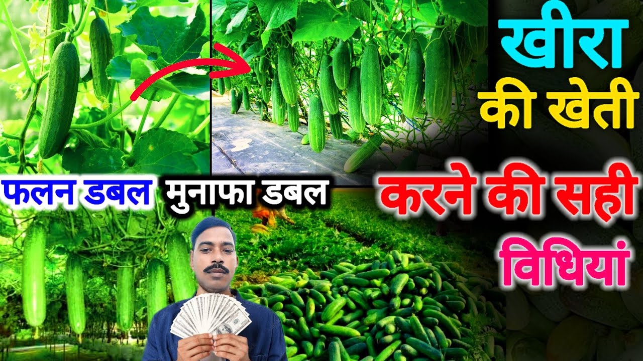 खीरा की खेती कहां कब और कैसे करें? पूरी जानकारी। kheera ki kheti kab ...