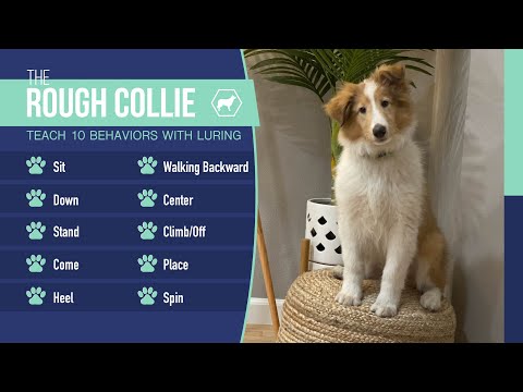 How To Care For A Rough Collie