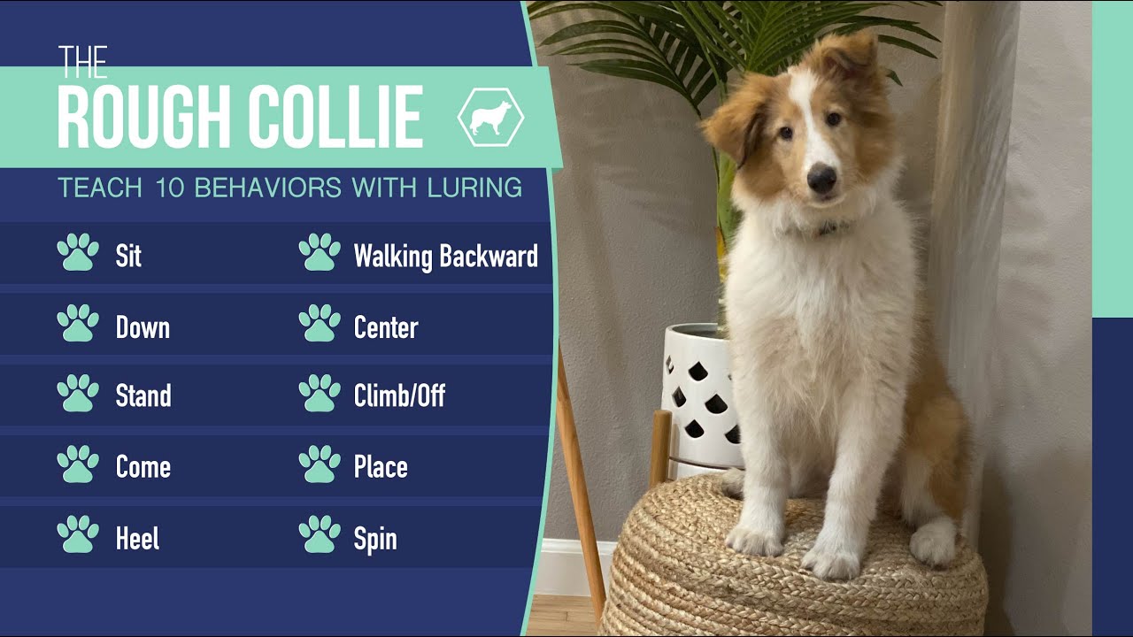 Teach Your Dog 10 Behaviors with Luring | Rough Collie Dog Training ...