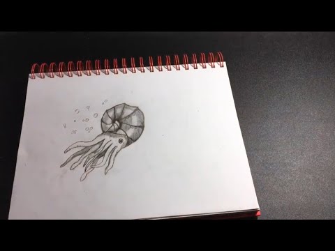 Ammonite Drawing Time Lapse - YouTube