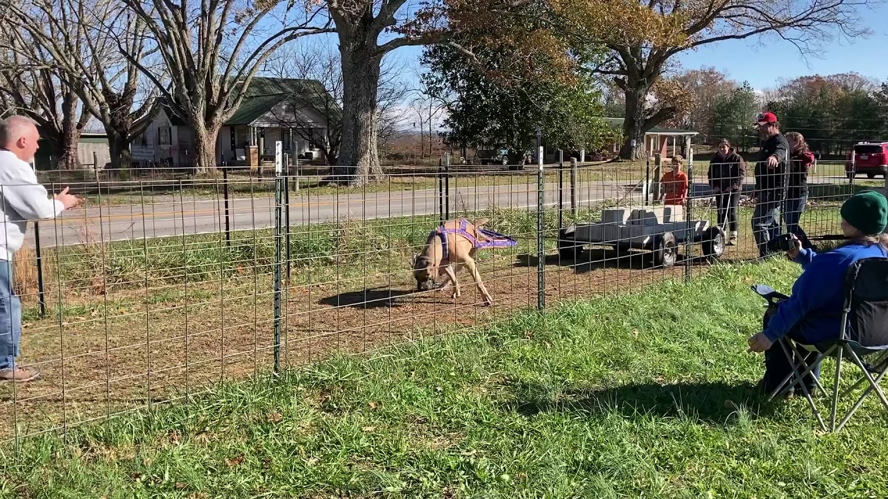 Huan, the Great Hound of Valinor! - YouTube