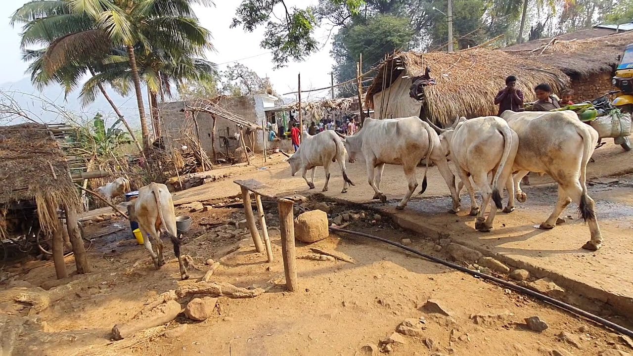 Rural life india A.P|Indian village daily routine lifestyle|Mini Tribal ...