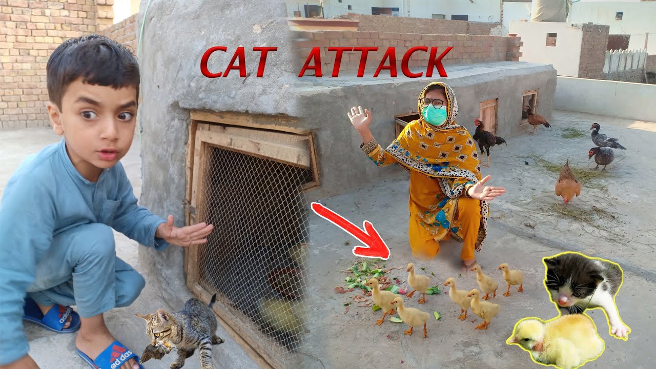 Cat Attack On Ducks Chicks || Kuch Samjh Nai A Rahi Ye Kesay Hoa ...