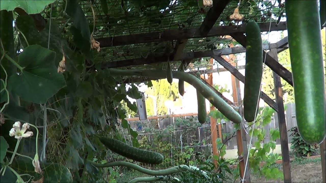 opo in oregon 13aug2013 - YouTube