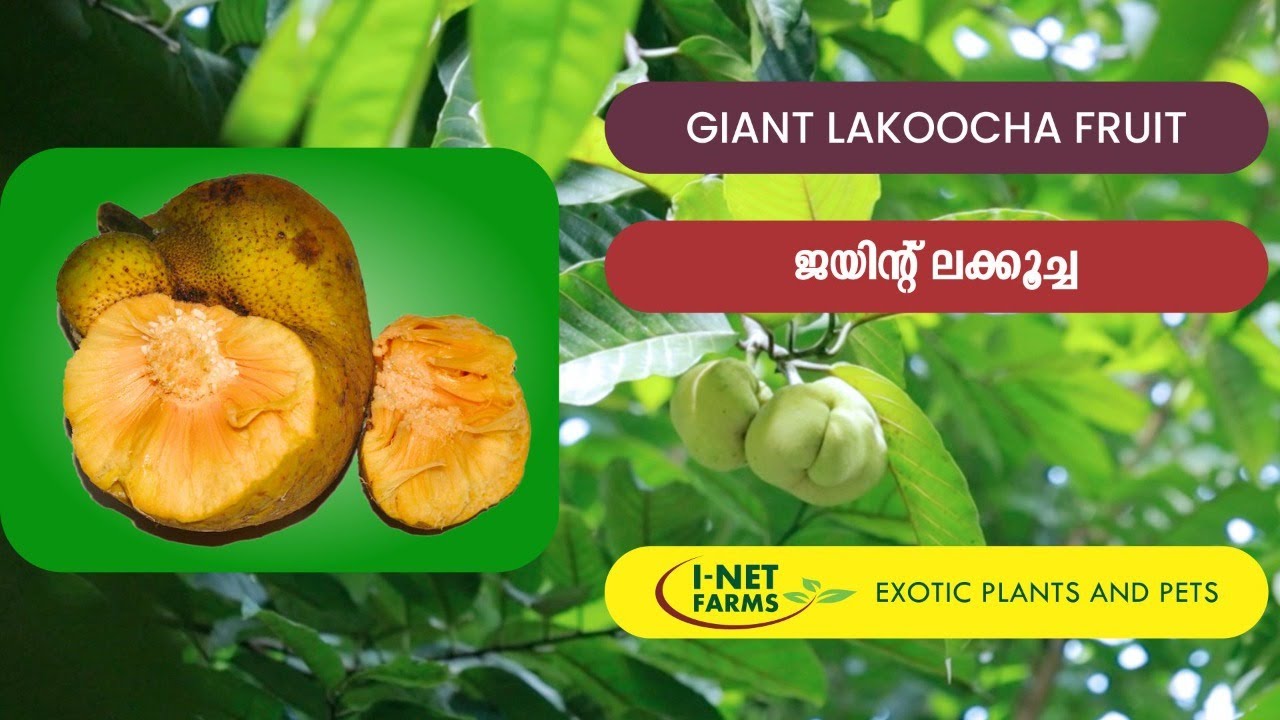 Giant Lakoocha Fruit | ജയിന്റ് ലക്കൂച്ച | I-Net Exotic Farms - YouTube