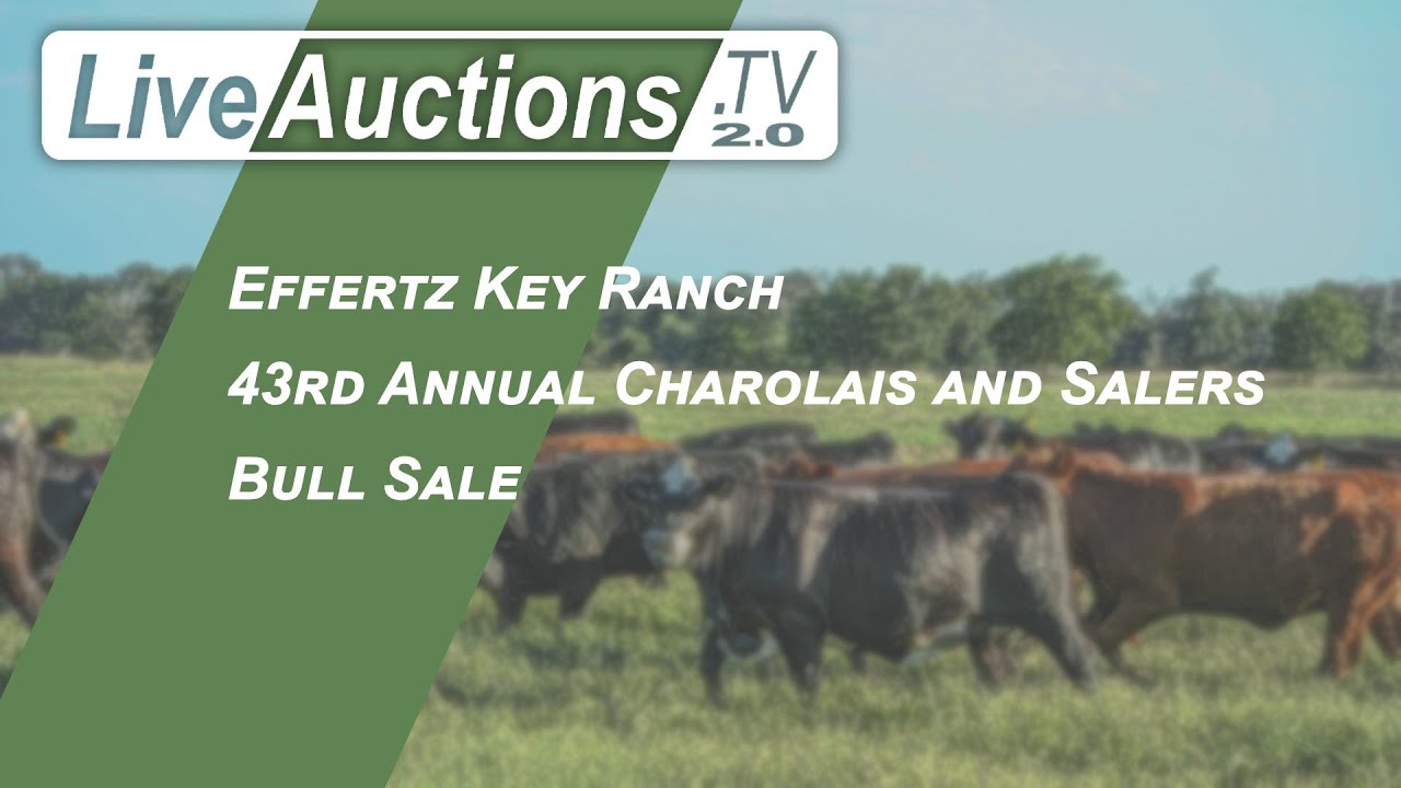 Effertz Key Ranch 43rd Annual Charolais and Salers Bull Sale - YouTube