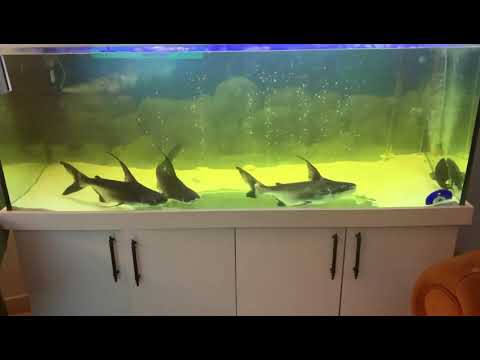 Acıkan köpek balıkları çıldırdı