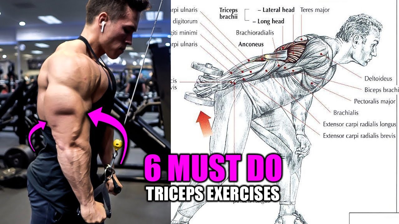 6 MUST DO TRICEPS EXERCISES FOR CRAZY GAINZ ️ (GUARANTEED RESULTS ...
