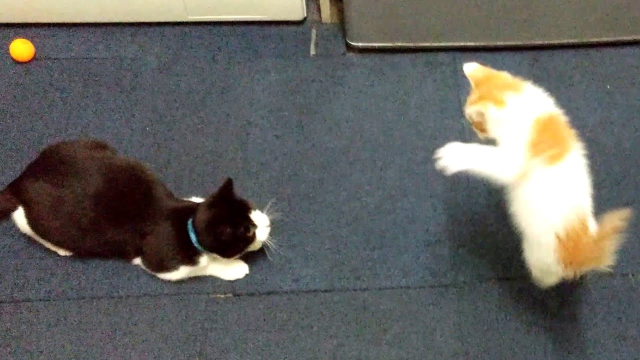 Cat Vs Kitten | 4K - YouTube