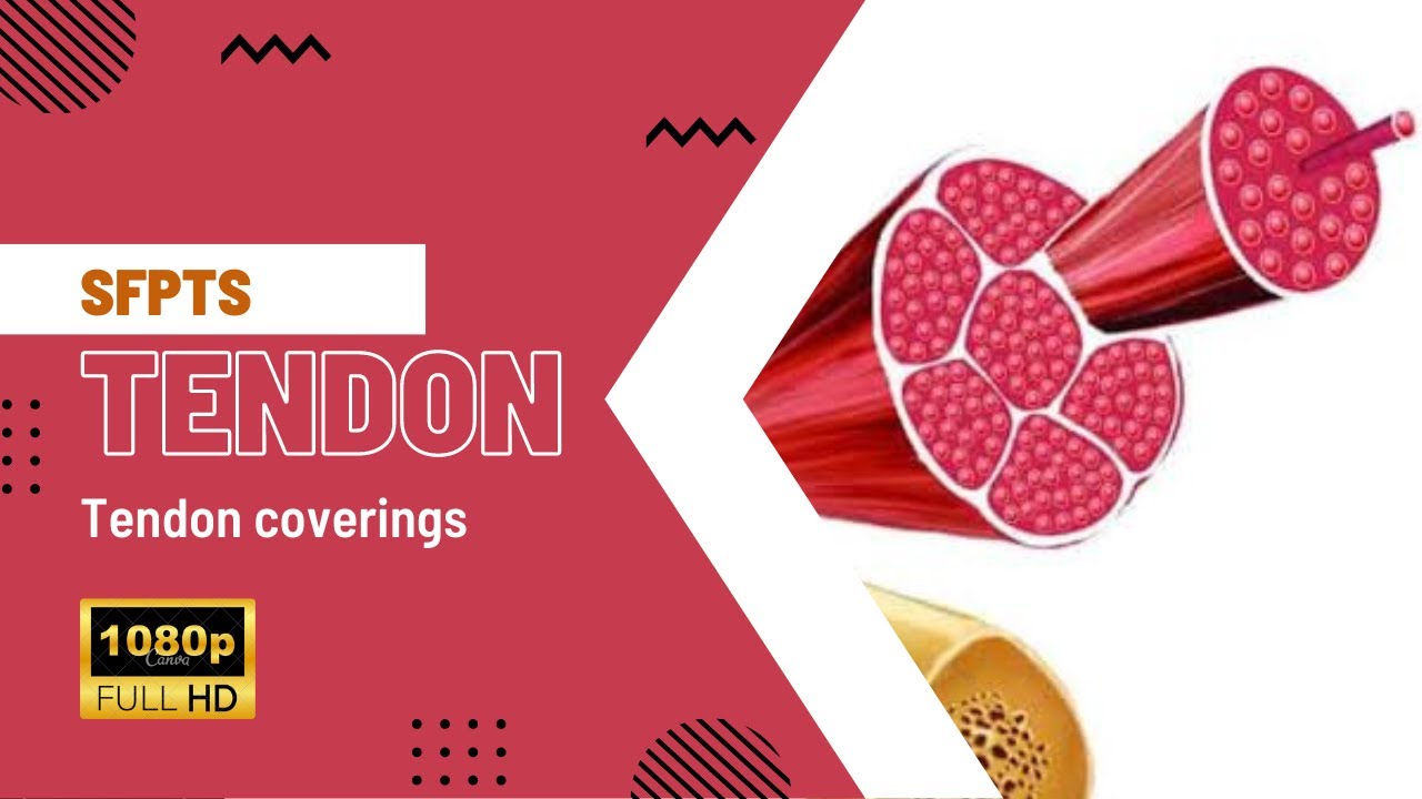 Tendon Coverings (epitenon,endotenon and paratenon) | Tendon ...