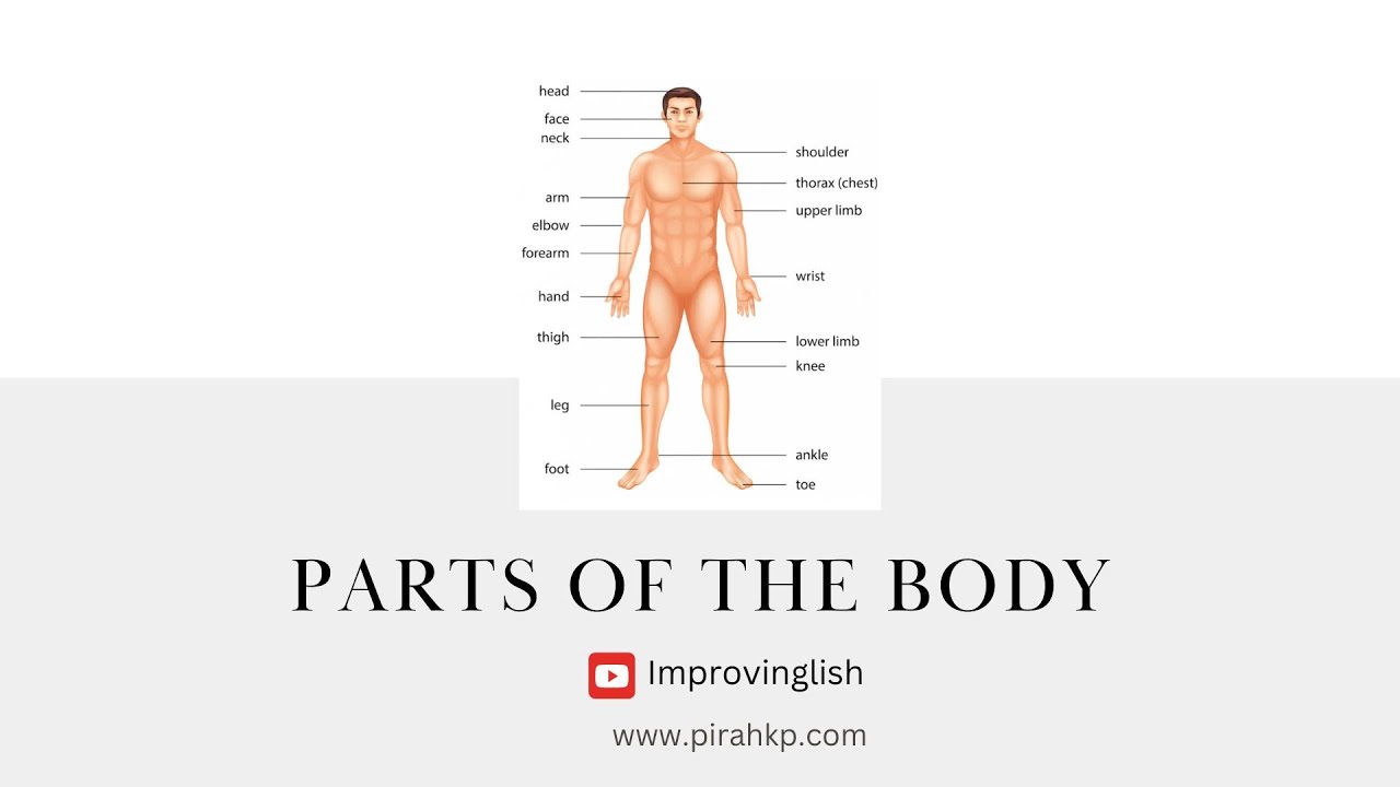 Parts Of The Body In English Human Body Parts Names English parts-of-the-body-in-english-human-body-parts-names-english