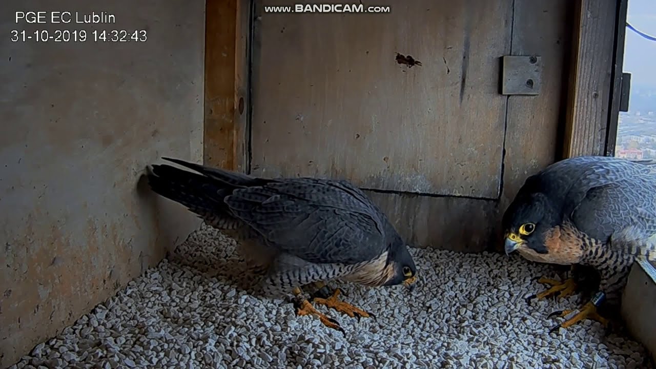 Sokoly wędrowne PGE Lublin (PL) 2019.10.31 - Czułe wiązania - YouTube