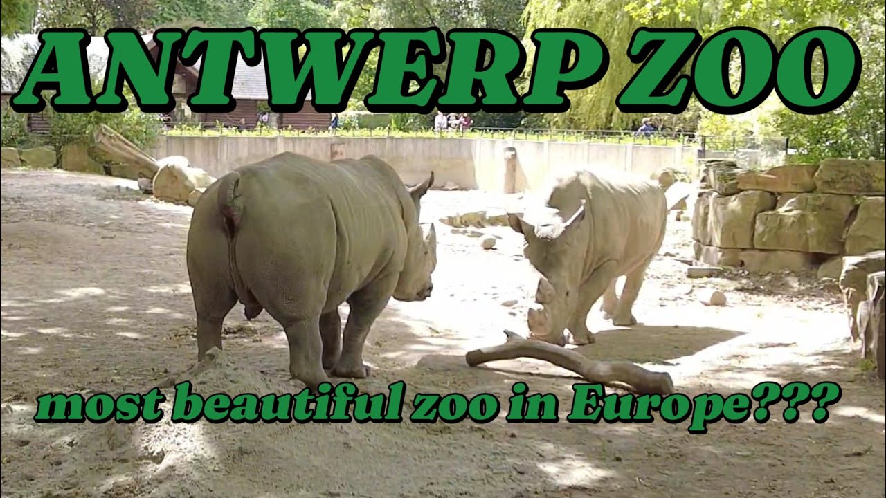 🇧🇪 ANTWERP ZOO - WALKING TOUR | 4K UHD - YouTube