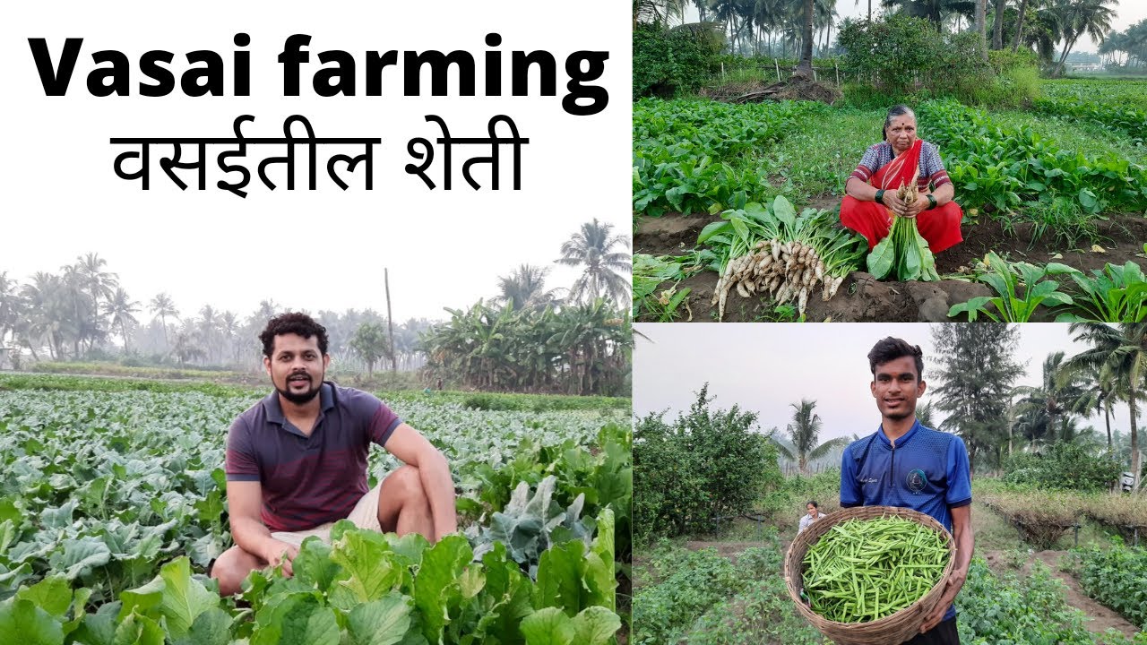 वसईतील भाजी शेती | Vegetable farming in Vasai - YouTube