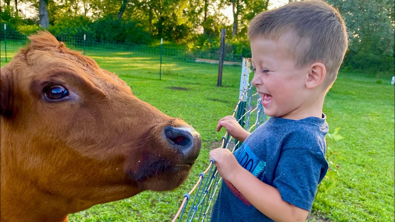 Getting Two New Cows! | Farm Animals for Kids | Playing with the Farm ...