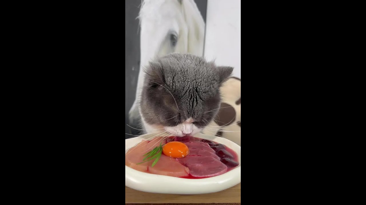#Cat eating video #Hunger cat #Sushi food #How greedy cats are #Cute ...