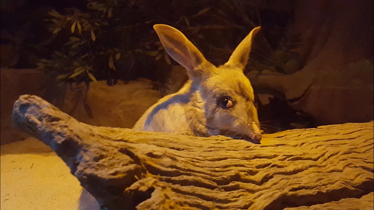 Australian Bilby - YouTube