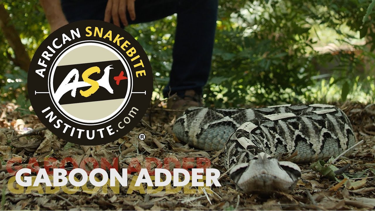 The Deadly Dozen - Gaboon Adder (Bitis gabonica) - YouTube