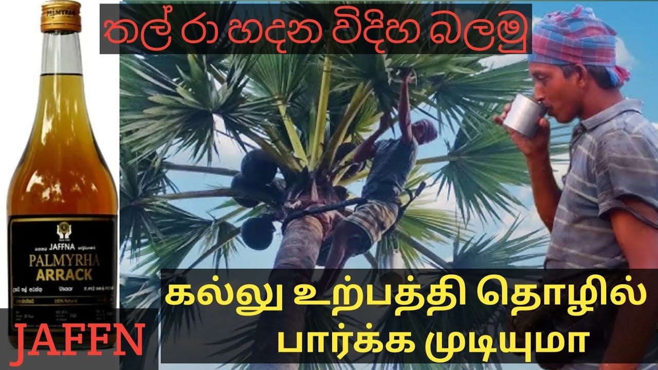 JAFFNA TRAVEL கல்லு உற்பத்தி தொழில் பார்க்க முடியுமா තල් රා ෆැක්ටරිය We ...