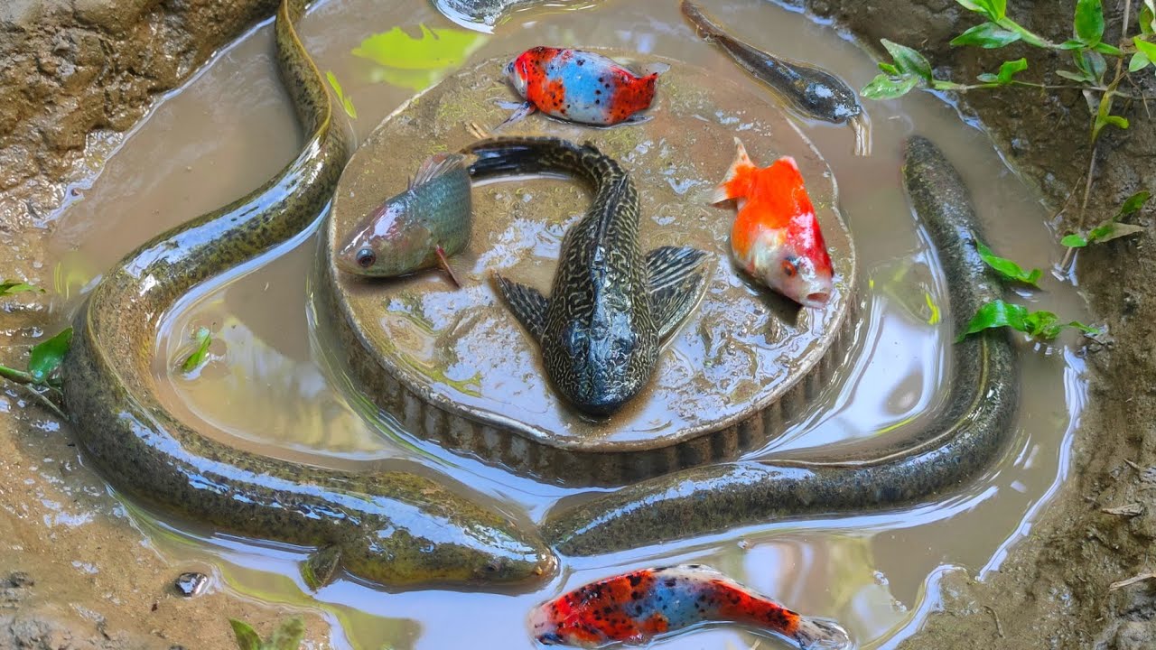 Tangkap Ikan Lele Jumbo Dalam Lubang Ikan Koi Ikan Hias Belut Ikan